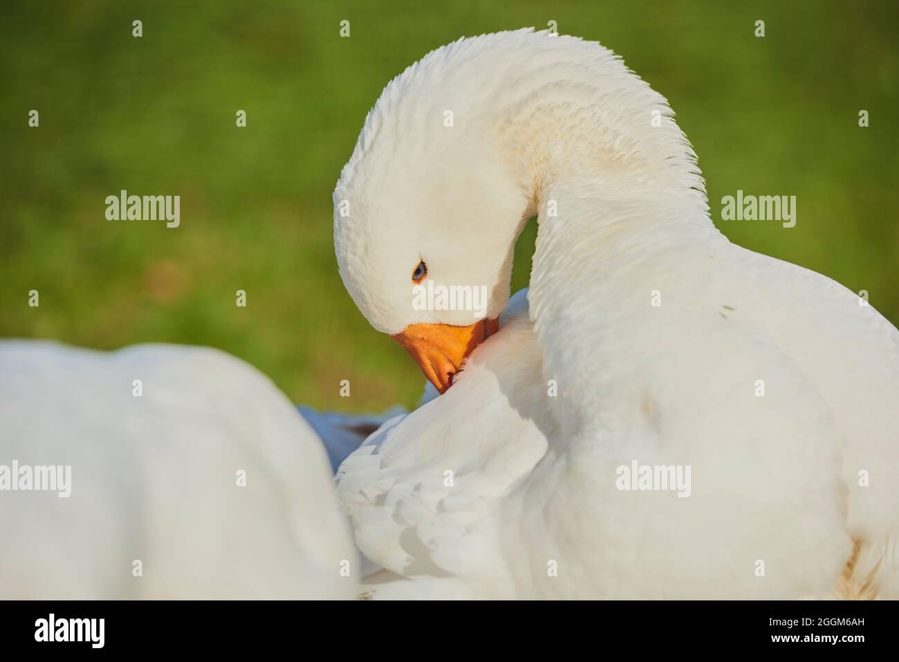 Domestic goose (Anser anser domesticus), portrait, meadow, sideways ...