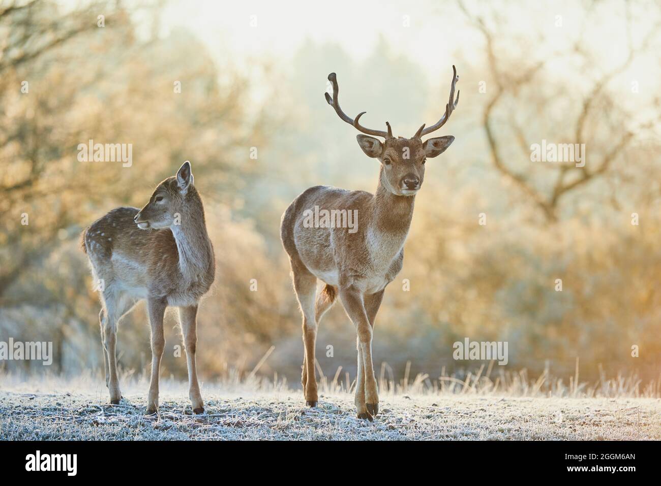 Fallow deer (Dama dama), meadow, standing, looking at camera Stock ...
