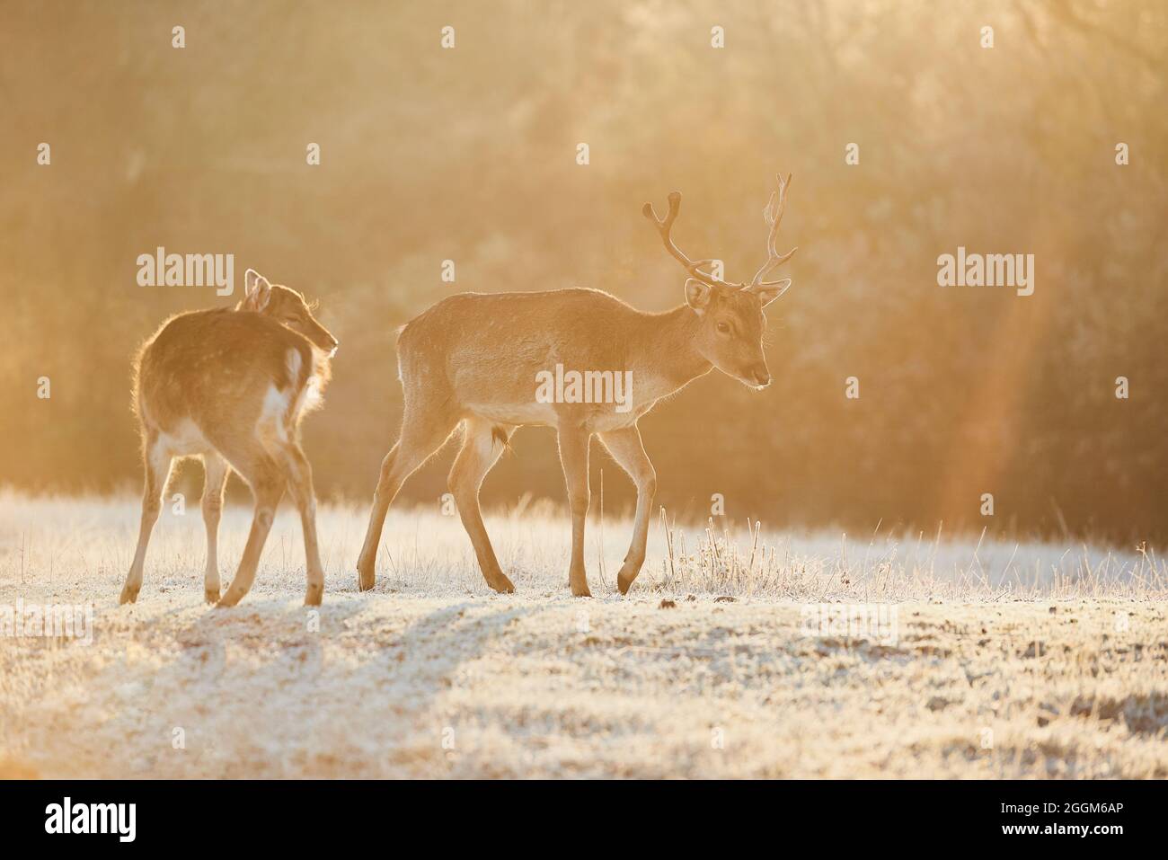 Fallow deer (Dama dama), meadow, standing, looking at camera Stock ...