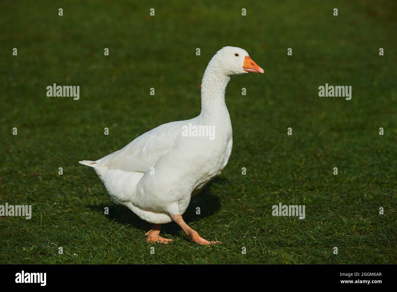 Race geese running hi-res stock photography and images - Alamy