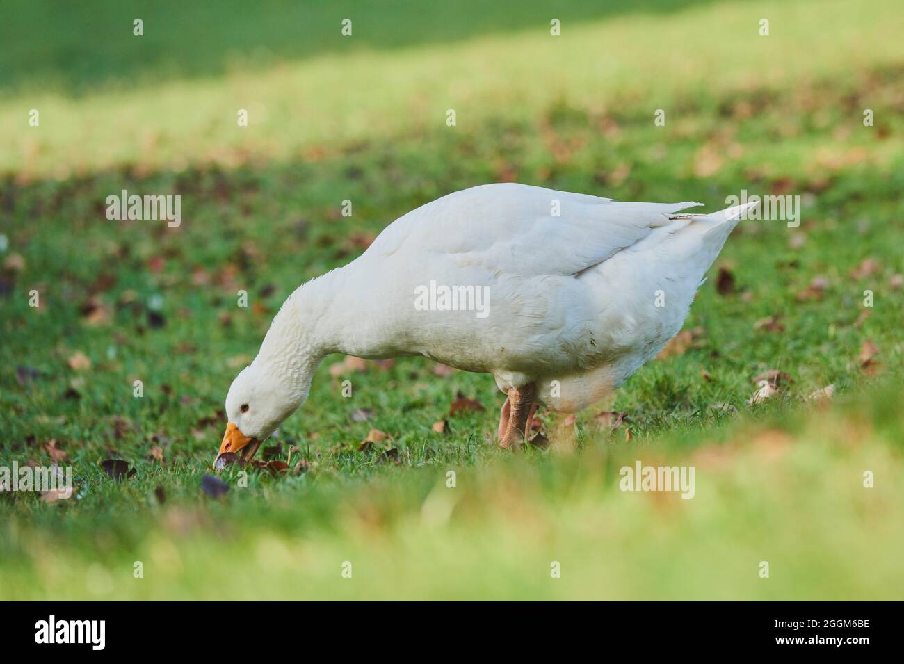 Goose willow hi-res stock photography and images - Alamy