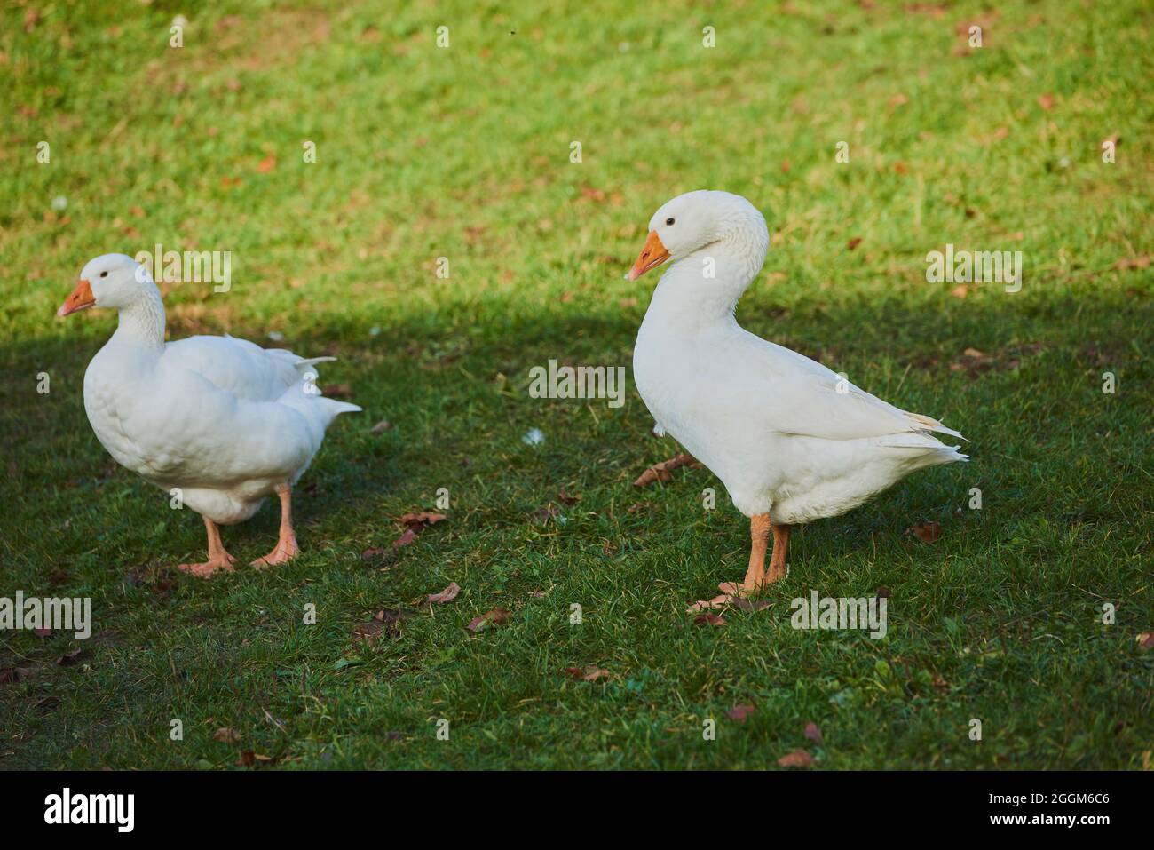 Domestic goose (Anser anser domesticus), meadow, sideways, standing ...