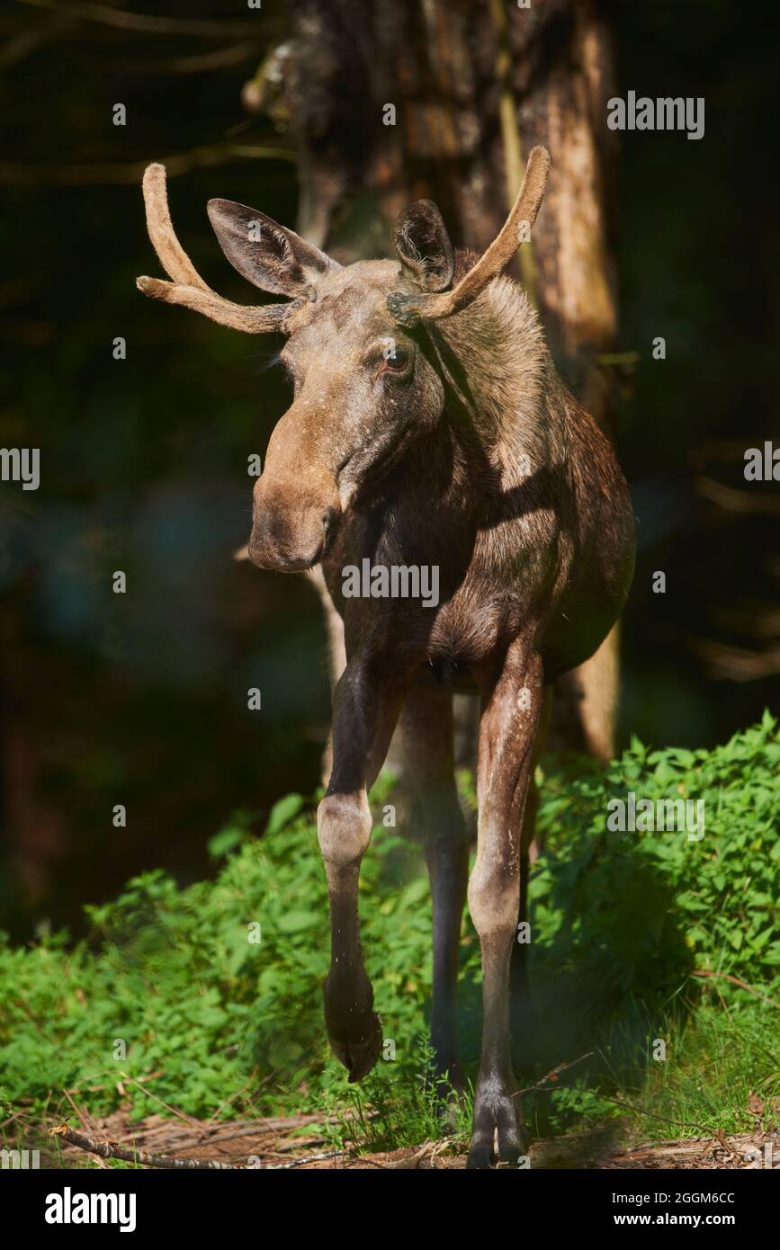 European moose (Alces alces alces), bull, edge of the forest, frontal ...