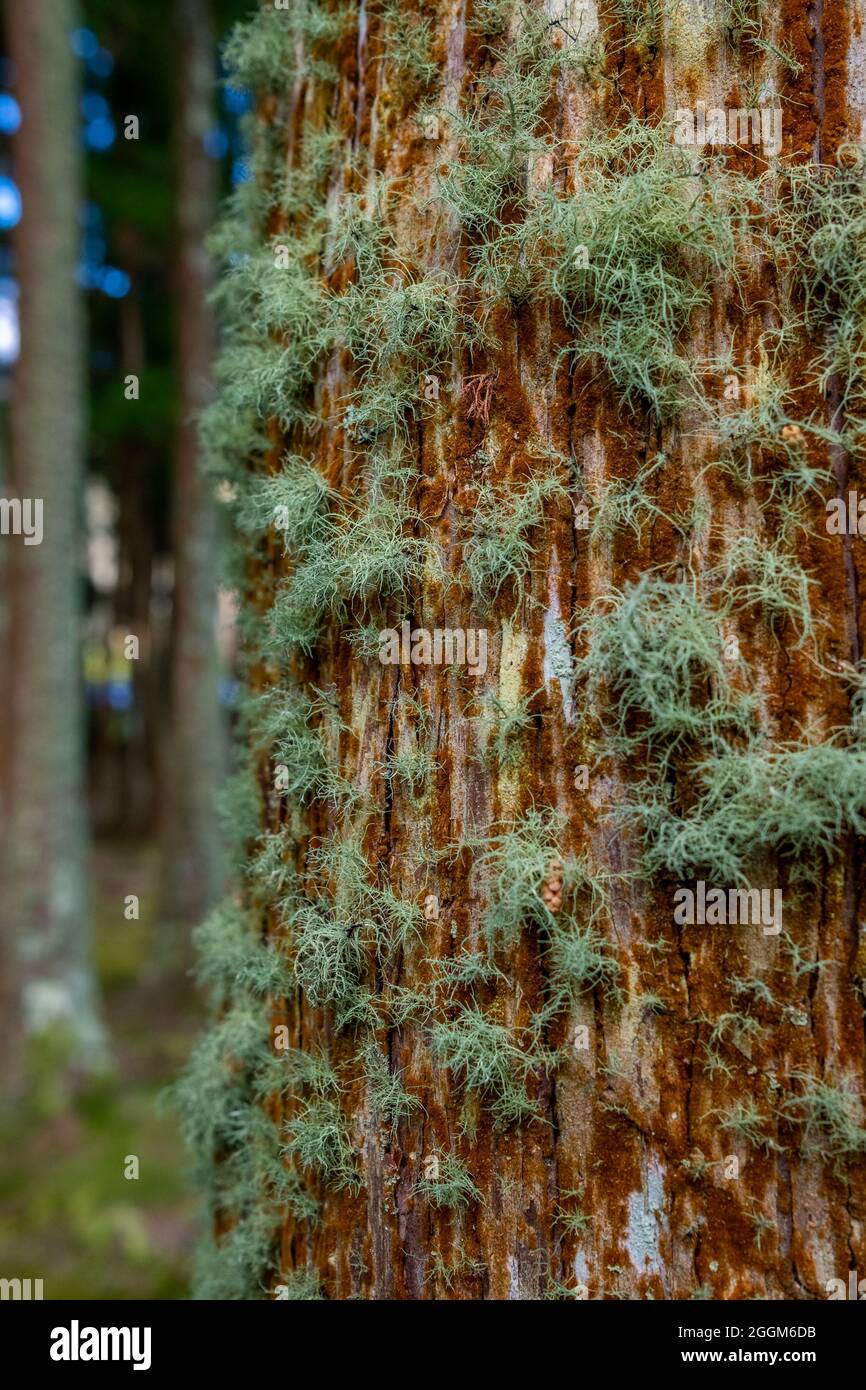 Mossy tree trunk Close up, in Furnas, São Miguel Island. Pure nature ...