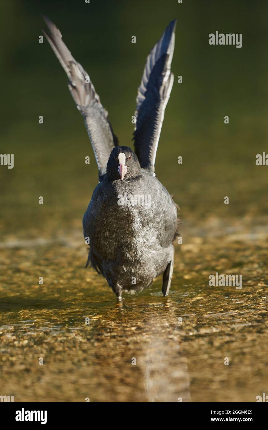Wing flapping water hi-res stock photography and images - Alamy