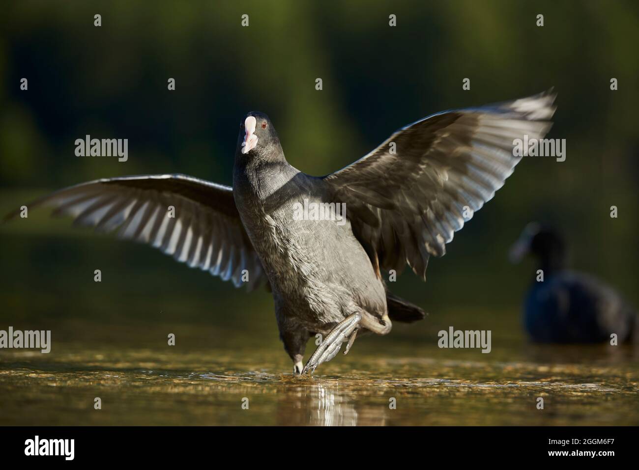 Flapping movement of wings hi-res stock photography and images - Alamy