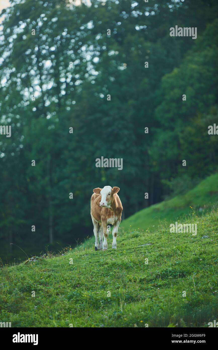 Species bos taurus hi-res stock photography and images - Alamy