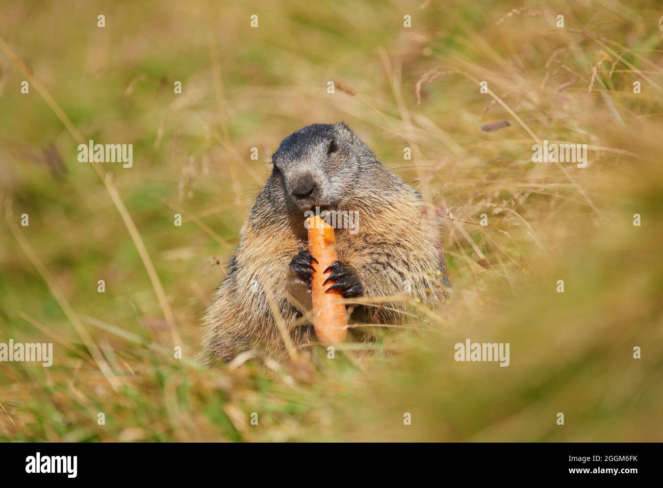 Alpine marmot (Marmota marmota), meadow, carrot, eat Stock Photo - Alamy