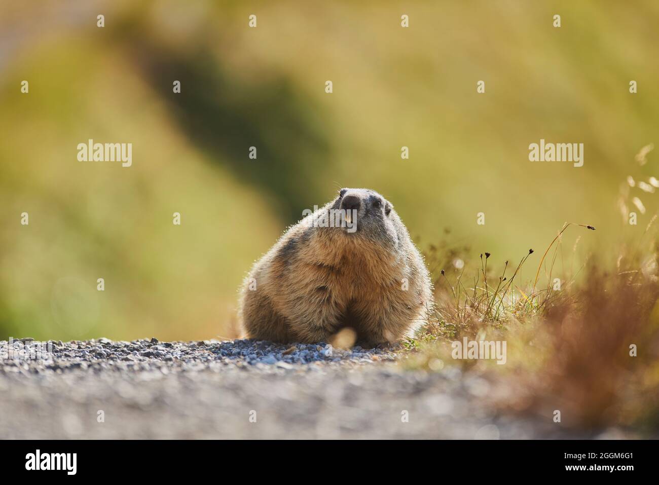Marmot's way hi-res stock photography and images - Alamy