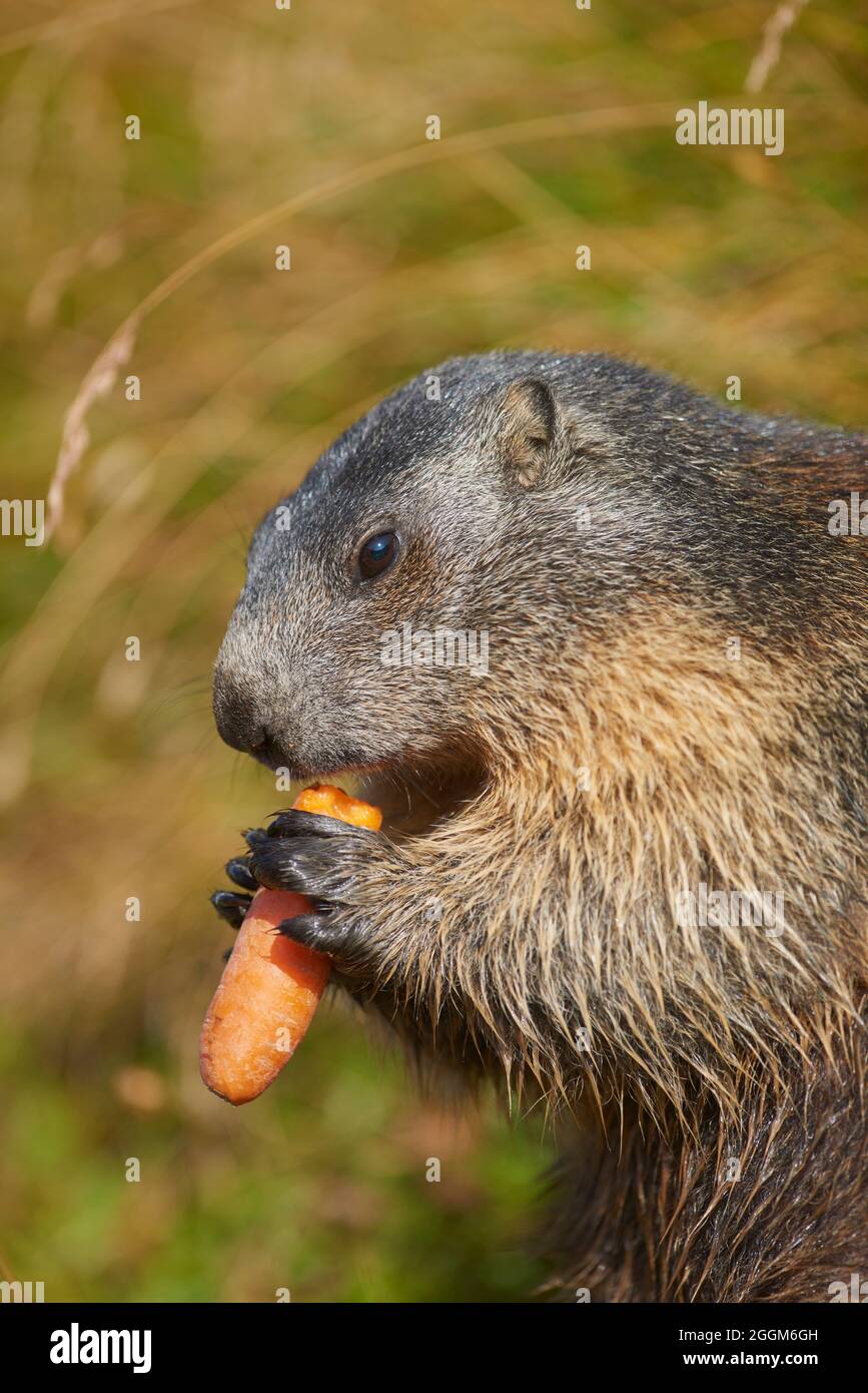 Alpine marmot (Marmota marmota), meadow, carrot, eat Stock Photo - Alamy