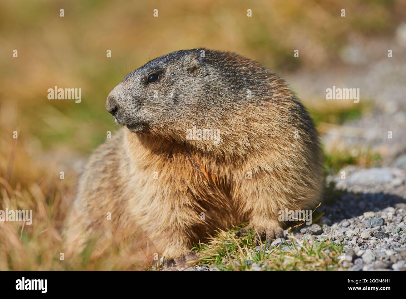 Alpine marmot (Marmota marmota), meadow, sideways, standing Stock Photo ...