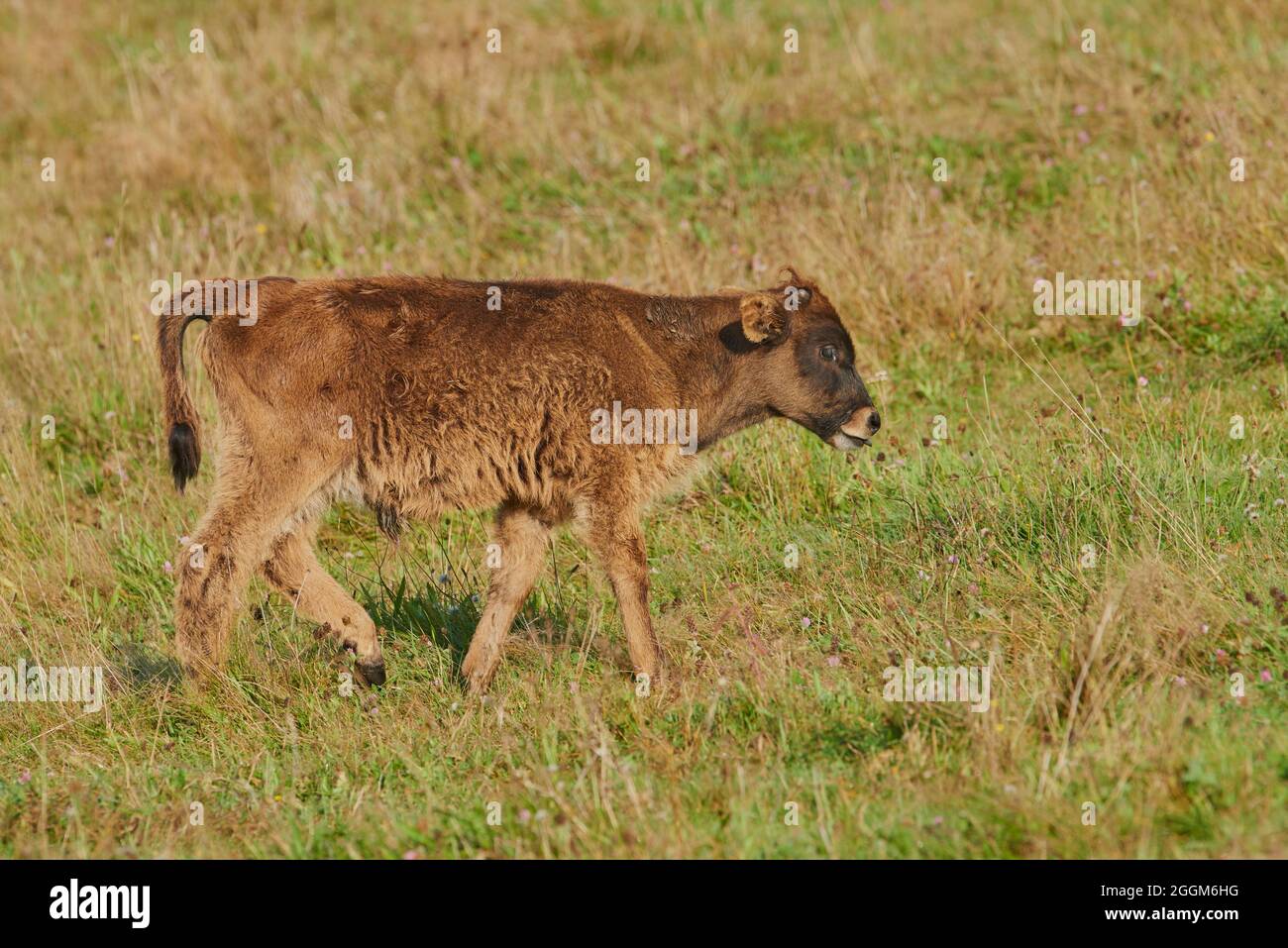Running sideways hi-res stock photography and images - Alamy