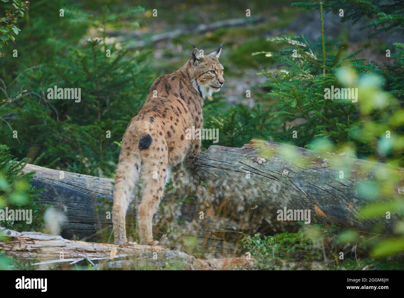 Northern lynx (Lynx lynx), forest, standing Stock Photo - Alamy