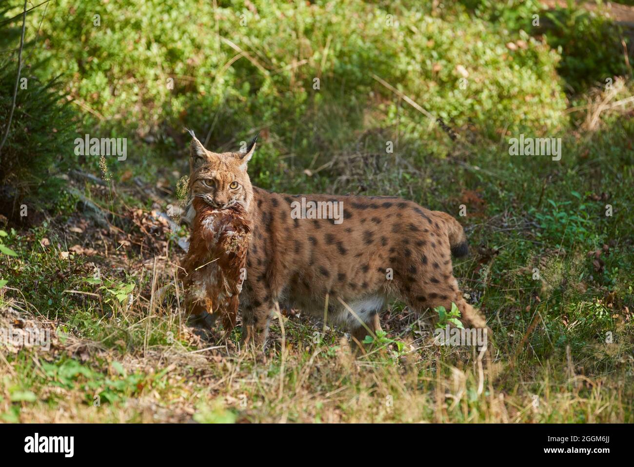 Northern lynx (Lynx lynx), forest, standing Stock Photo - Alamy