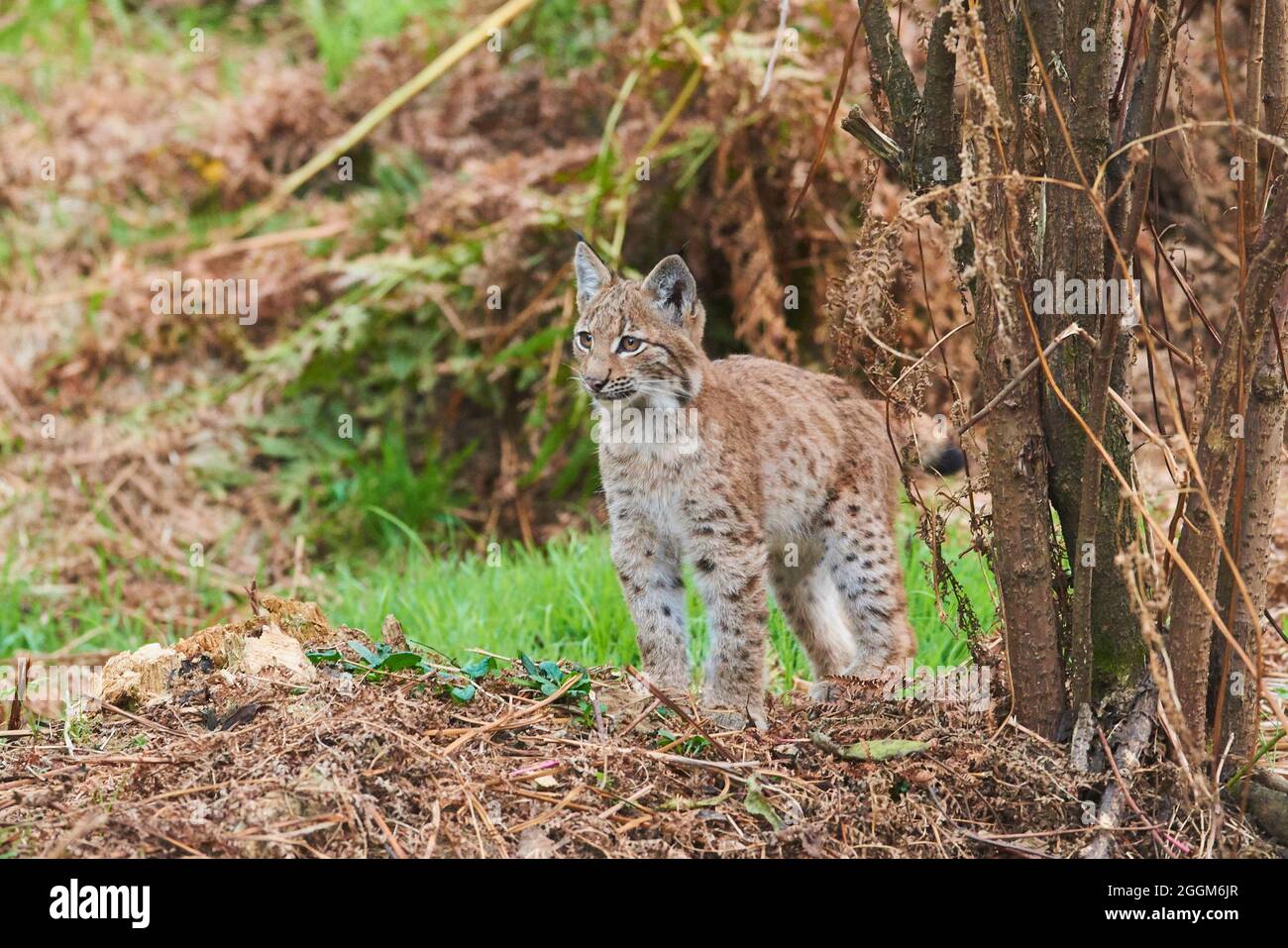 Northern lynx (Lynx lynx), young animal, forest, standing Stock Photo ...