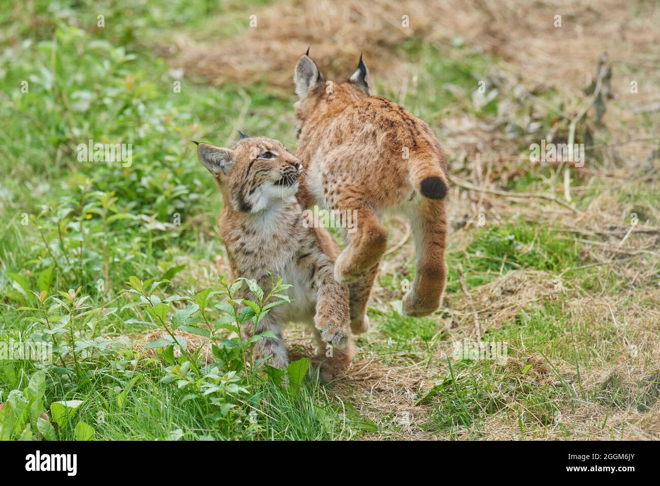 Northern lynx (Lynx lynx), young animals, forest, play Stock Photo - Alamy