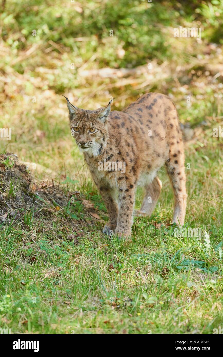 Northern lynx (Lynx lynx), forest, standing Stock Photo - Alamy