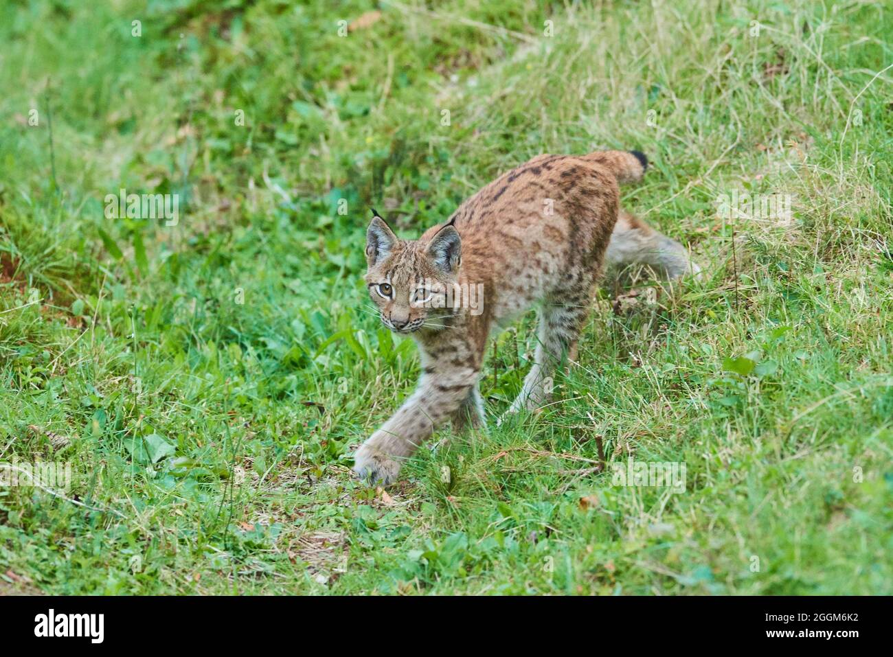 Northern lynx (Lynx lynx), young animal, forest, standing Stock Photo ...
