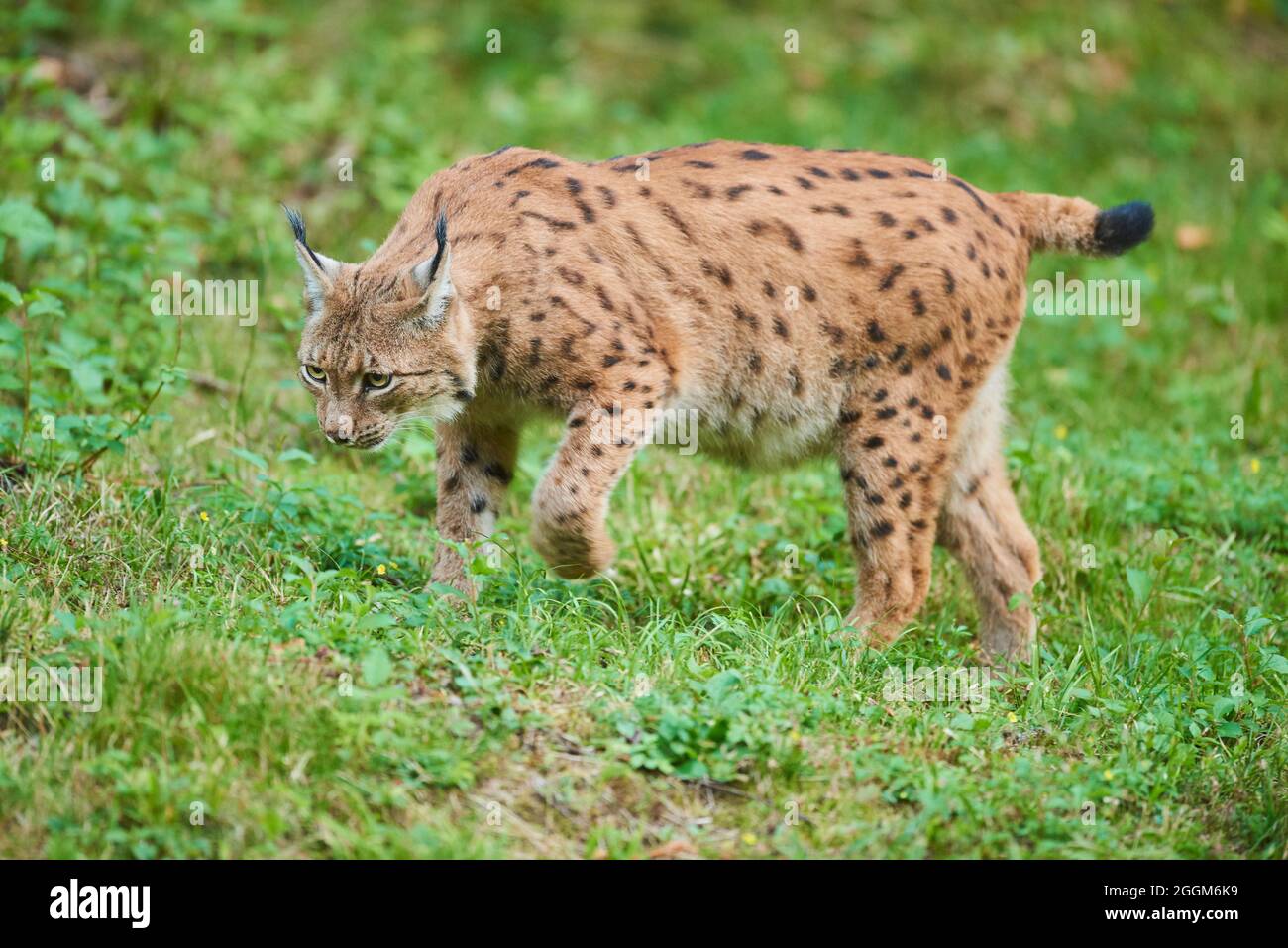 Northern lynx (Lynx lynx), forest, standing Stock Photo - Alamy