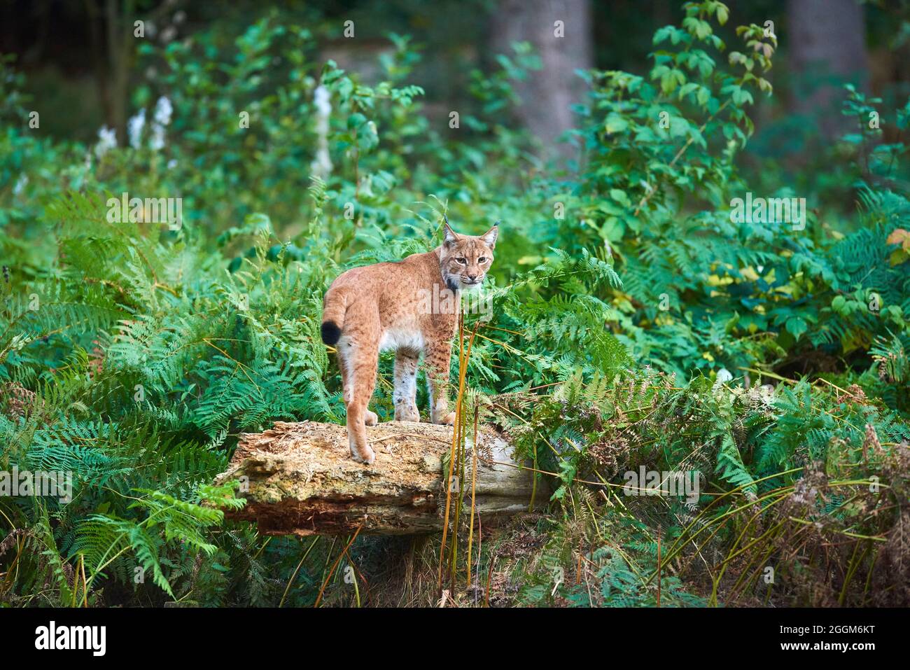 Northern lynx (Lynx lynx), forest, tree trunk, stand Stock Photo - Alamy