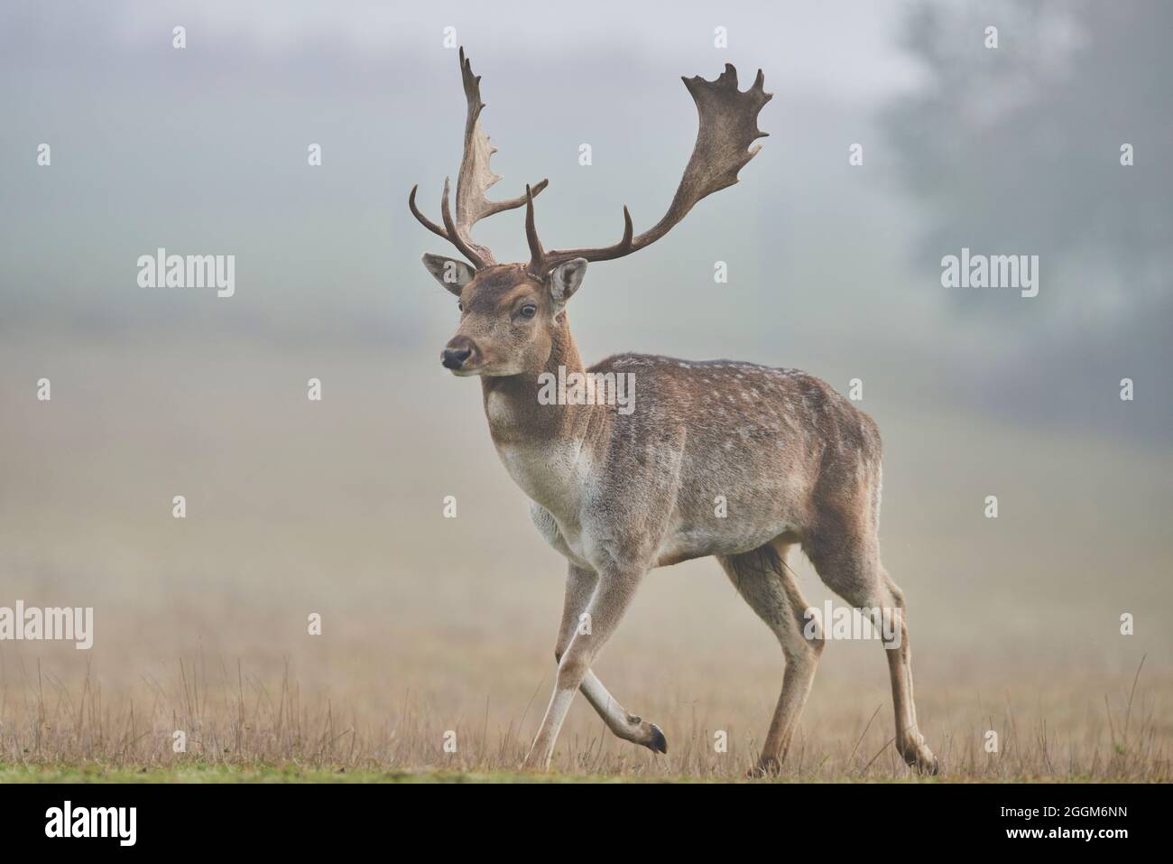 Fallow deer (Dama dama), meadow, sideways, running Stock Photo - Alamy