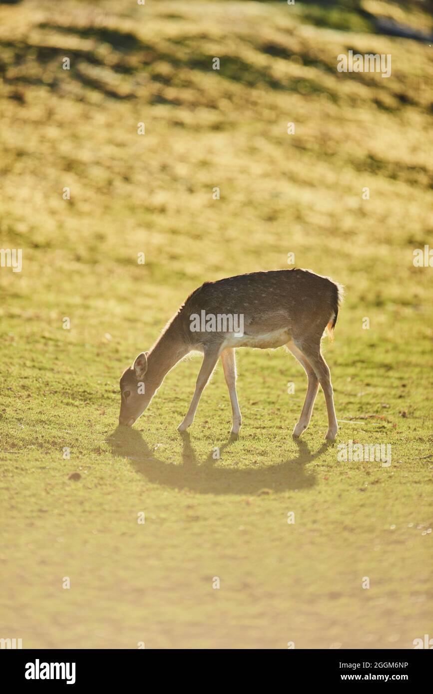 Fallow deer (Dama dama), meadow, standing Stock Photo - Alamy