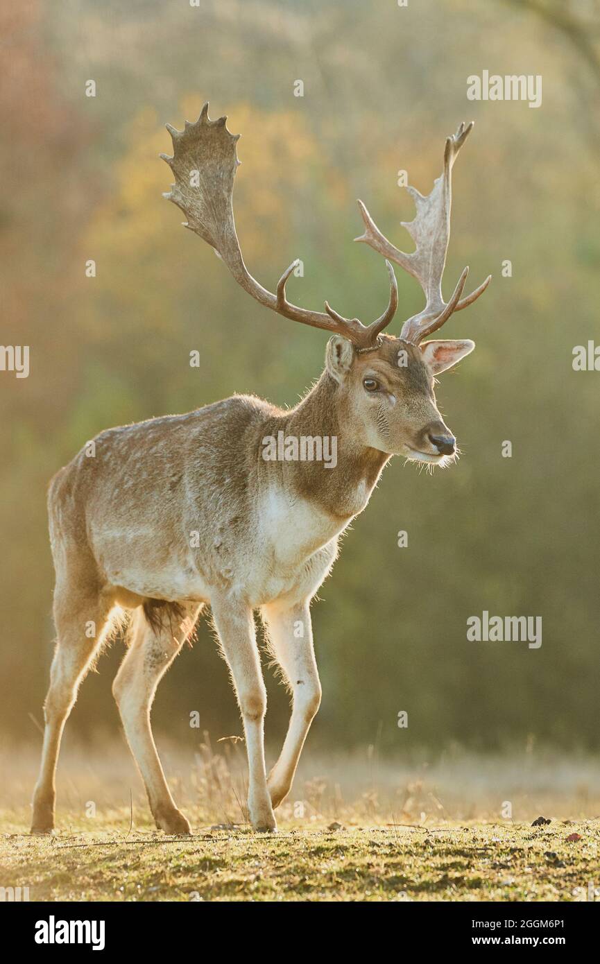 Fallow deer (Dama dama), meadow, standing Stock Photo - Alamy