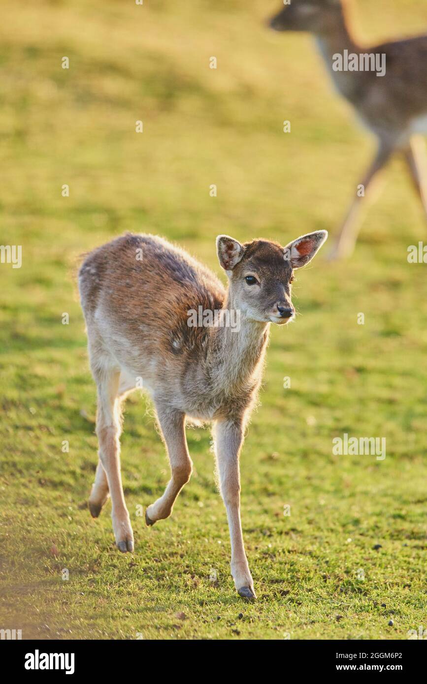 Fallow deer (Dama dama), meadow, standing Stock Photo - Alamy