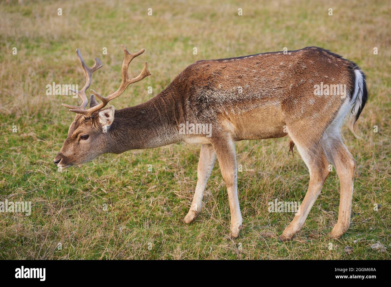 Fallow deer (Dama dama), WIese, sideways, standing, eating Stock Photo ...