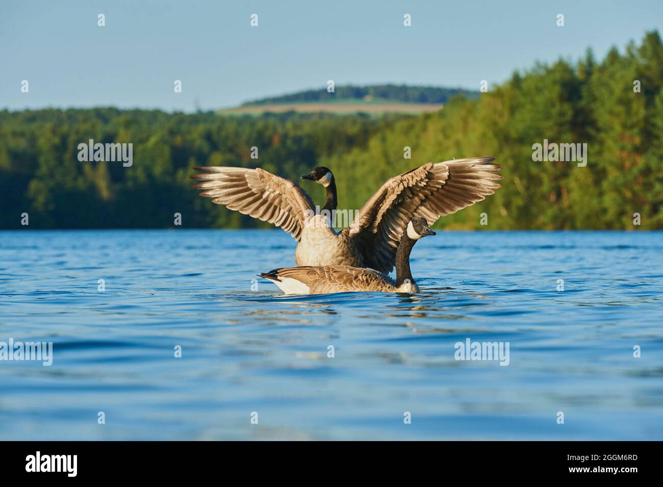 Canada goose (Branta canadensis), lake, sideways, wings, flapping Stock ...