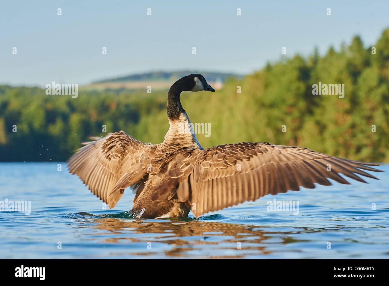 Canada goose (Branta canadensis), lake, sideways, wings, flapping Stock ...