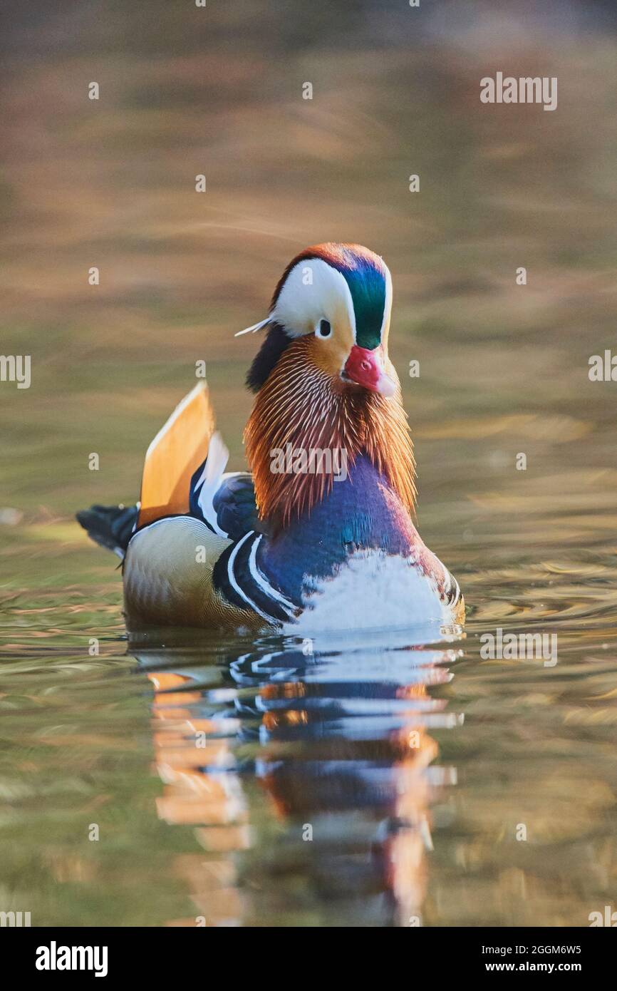 Mandarin duck (Aix galericulata), drake, lake, frontal, swimming Stock ...