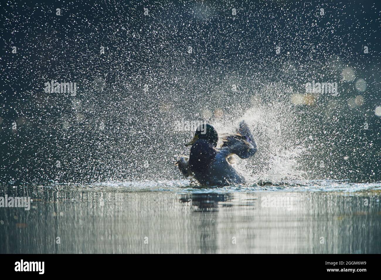 Mallard (Anas platyrhynchos), drake, sideways, swimming Stock Photo - Alamy