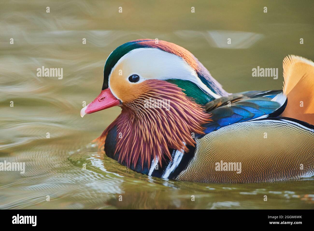 Mandarin duck (Aix galericulata), drake, lake, sideways, swimming Stock ...