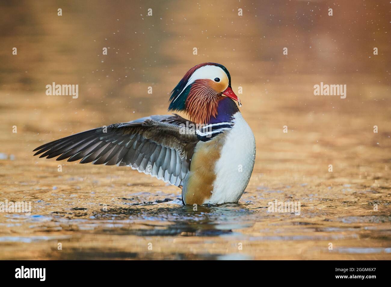 Mandarin duck (Aix galericulata), drake, lake, wing, flapping Stock ...