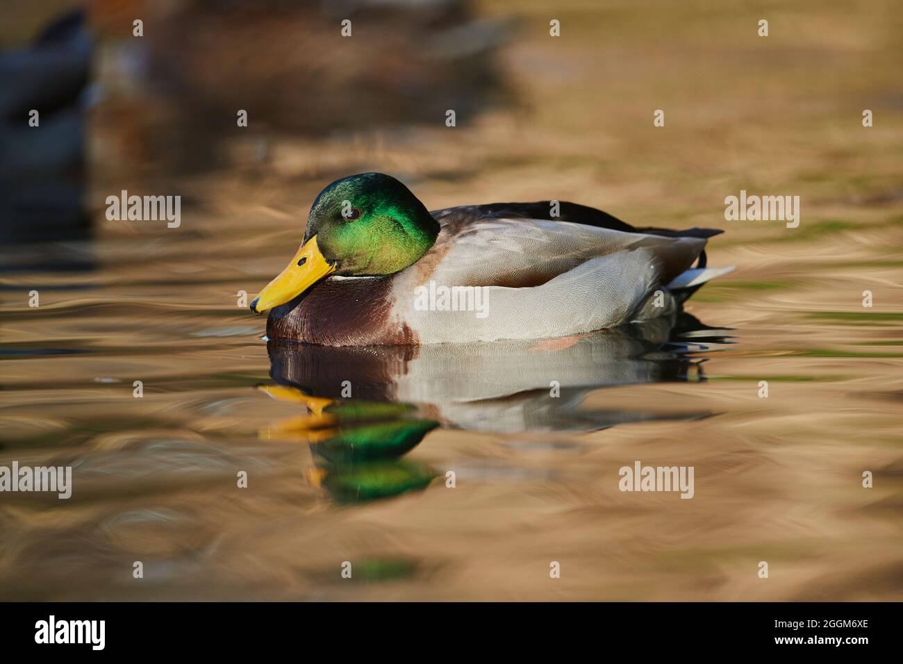 Mallard (Anas platyrhynchos), drake, sideways, swimming Stock Photo - Alamy