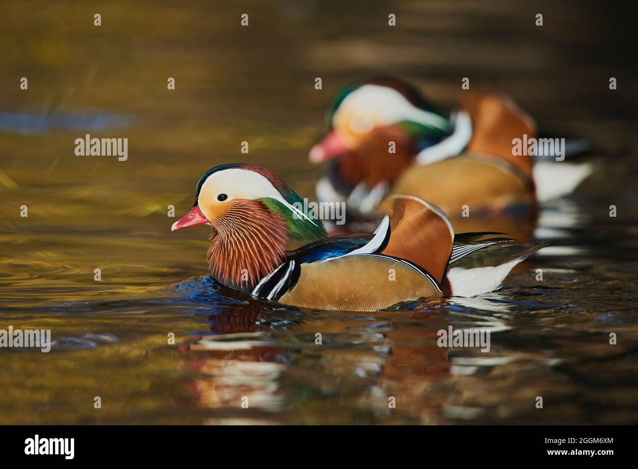 Mandarin duck (Aix galericulata), drake, lake, sideways, swimming Stock ...