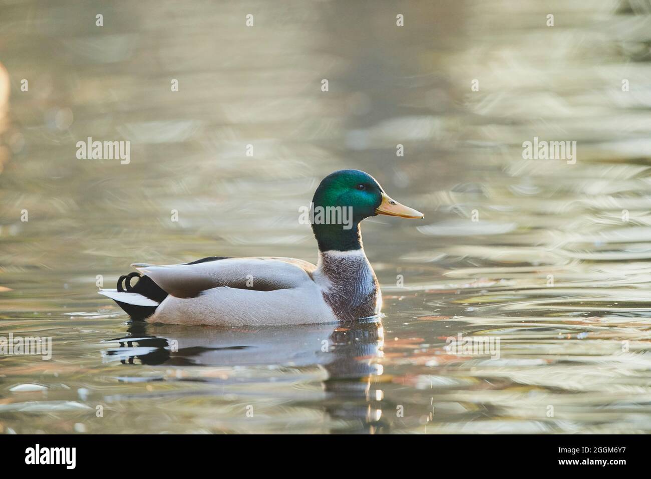 Mallard (Anas platyrhynchos), drake, sideways, swimming Stock Photo - Alamy