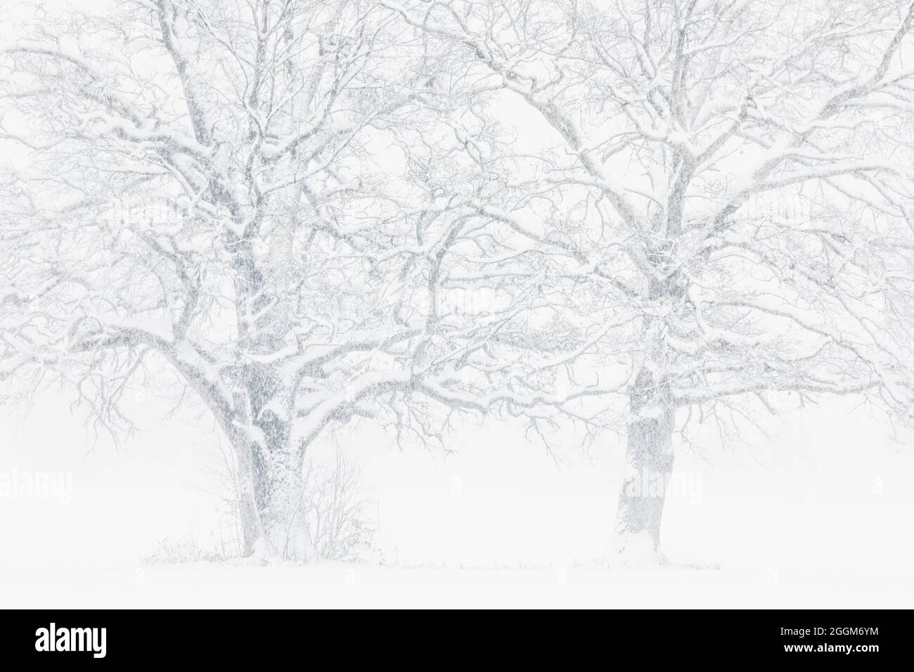 Two old oak trees in the snow storm Stock Photo - Alamy