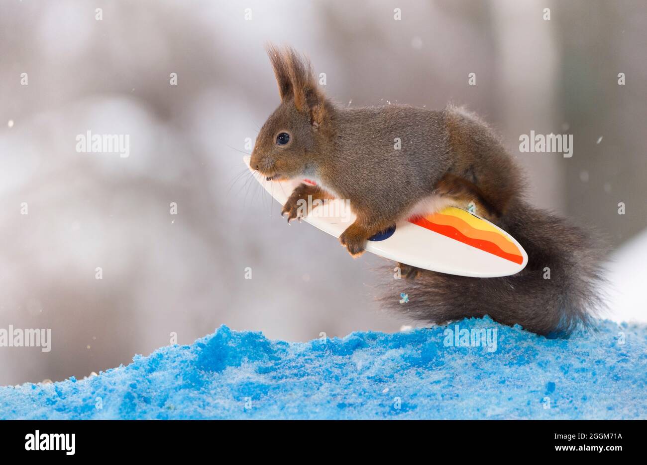 red squirrel is holding on to an surfboard Stock Photo - Alamy