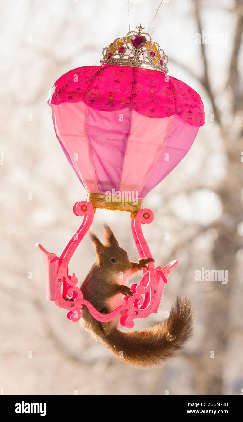 Balloon royal hi-res stock photography and images - Alamy