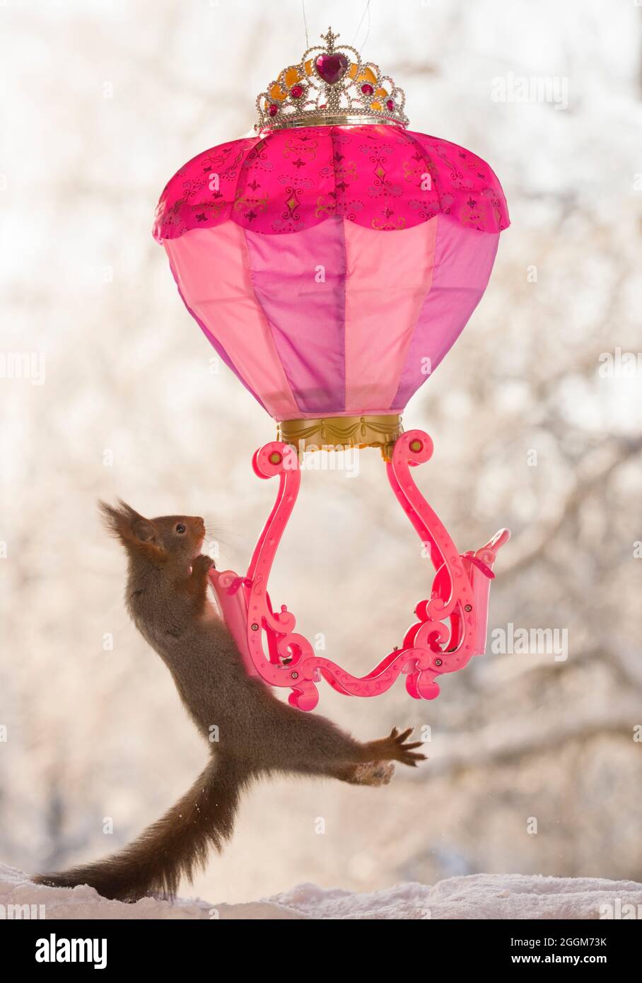 Balloon royal hi-res stock photography and images - Alamy