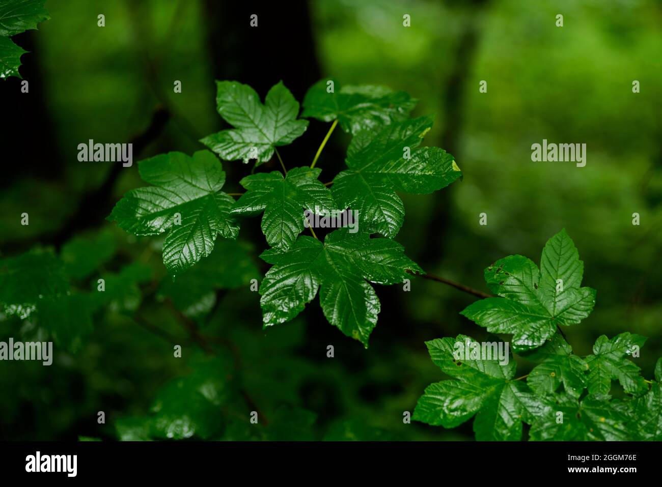 Wet maple leaves on a young maple tree after the rain in the forest ...