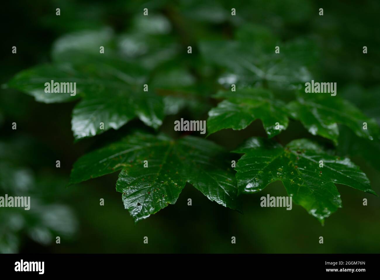 Wet maple leaves on a young maple tree after the rain in the forest ...