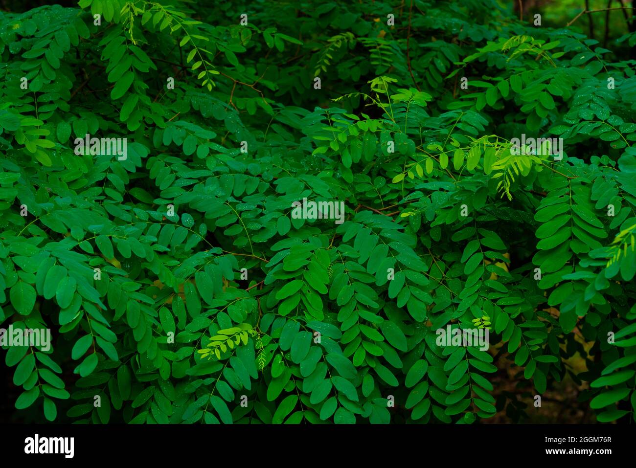 Robinia pseudoacacia tree leaves hi-res stock photography and images ...