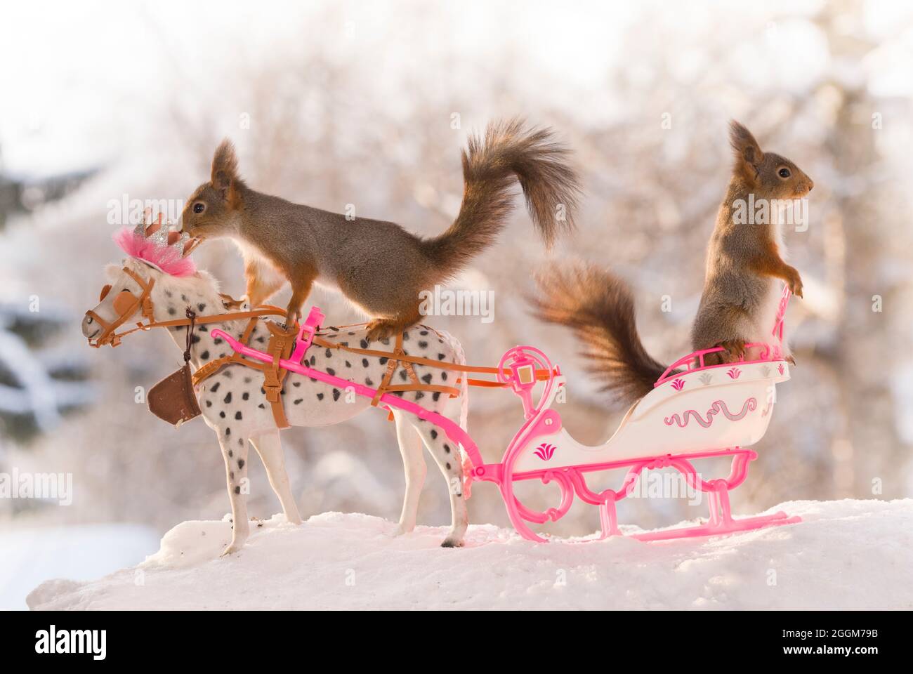 Red squirrels with horse hi-res stock photography and images - Alamy