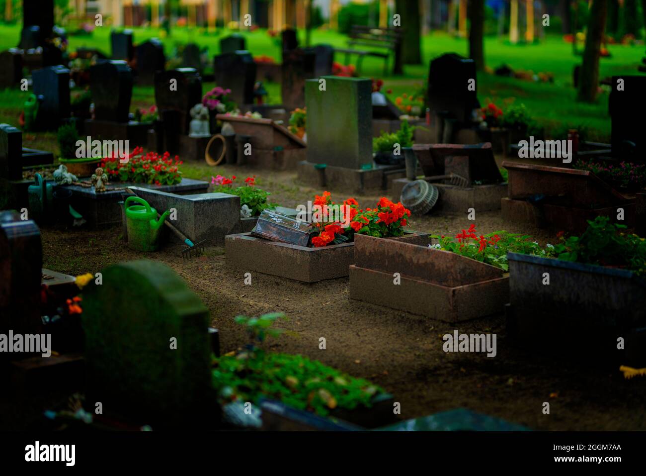 Graves with gravestones and flowers in a public cemetery, selective ...