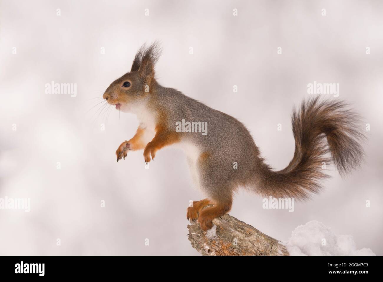 Squirrel Jumping On Tree High Resolution Stock Photography and Images ...