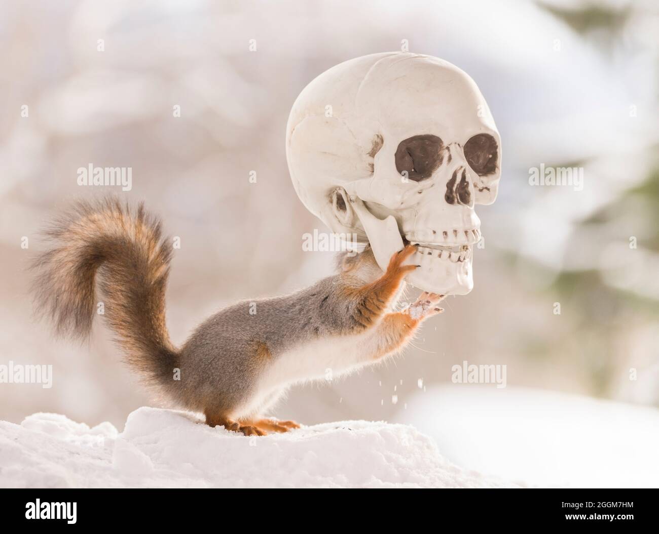 Human skull in snow hi-res stock photography and images - Alamy