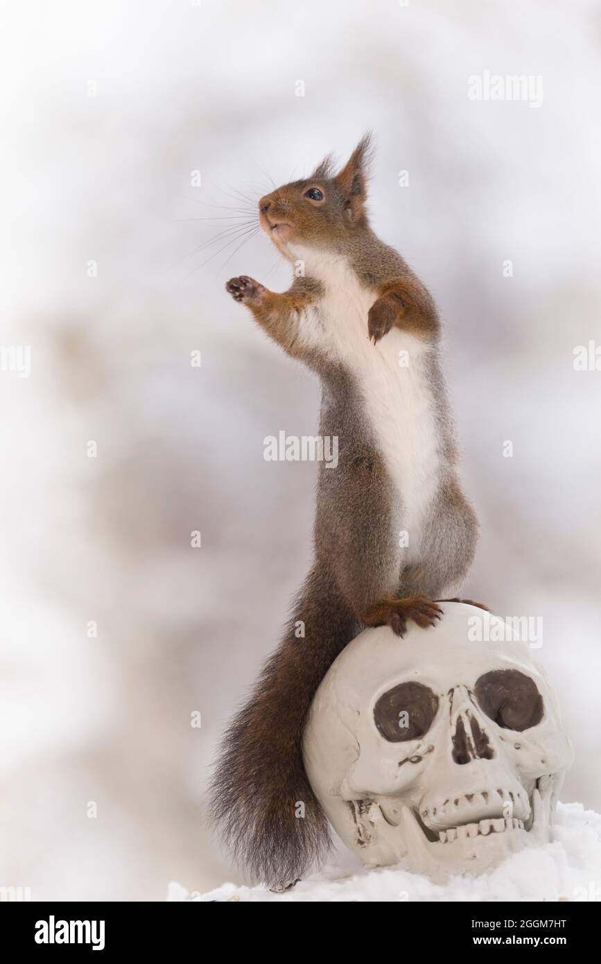Squirrel skull hi-res stock photography and images - Alamy